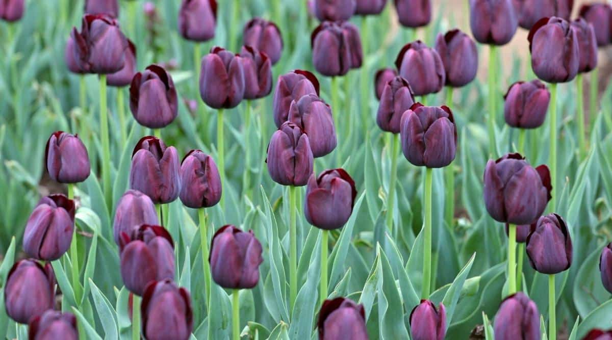 47 Different Types of Tulip Varieties For Your Flowerbeds
