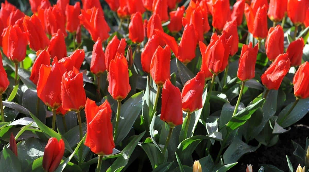 47 Different Types of Tulip Varieties For Your Flowerbeds