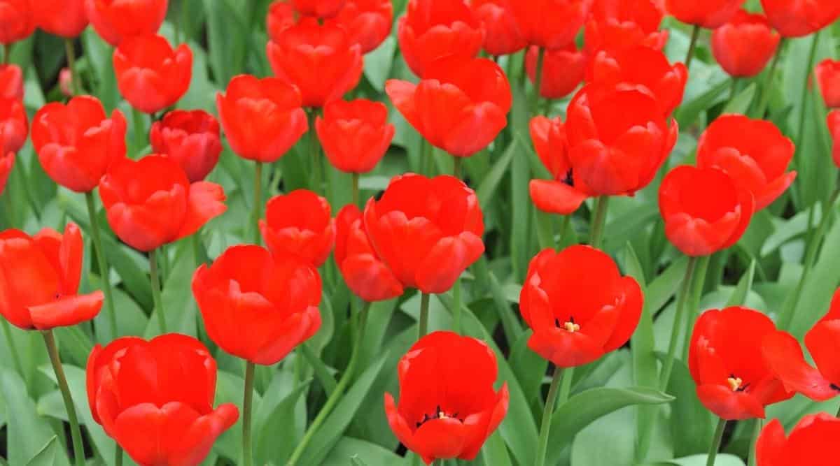 27 Red Tulip Varieties That Will Brighten Your Flowerbeds