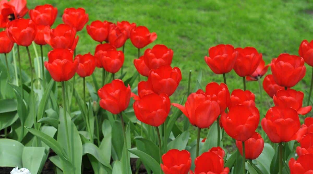 27 Red Tulip Varieties That Will Brighten Your Flowerbeds