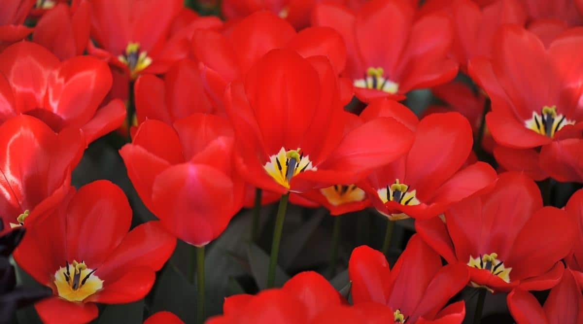 27 Red Tulip Varieties That Will Brighten Your Flowerbeds