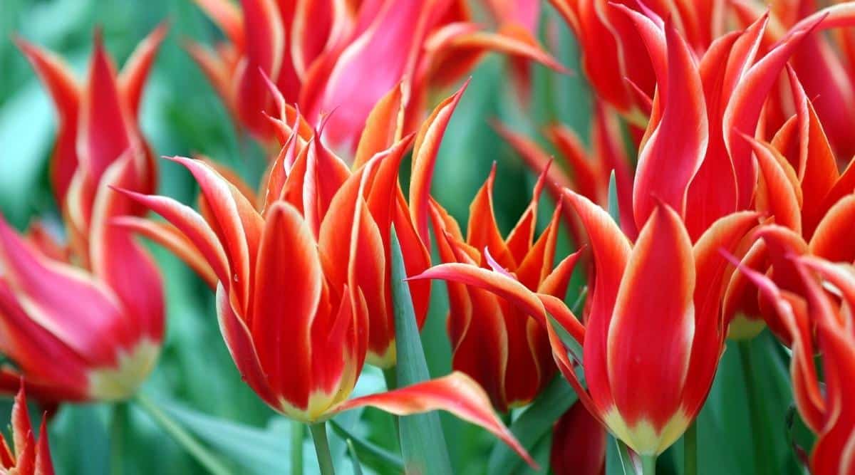 27 Red Tulip Varieties That Will Brighten Your Flowerbeds