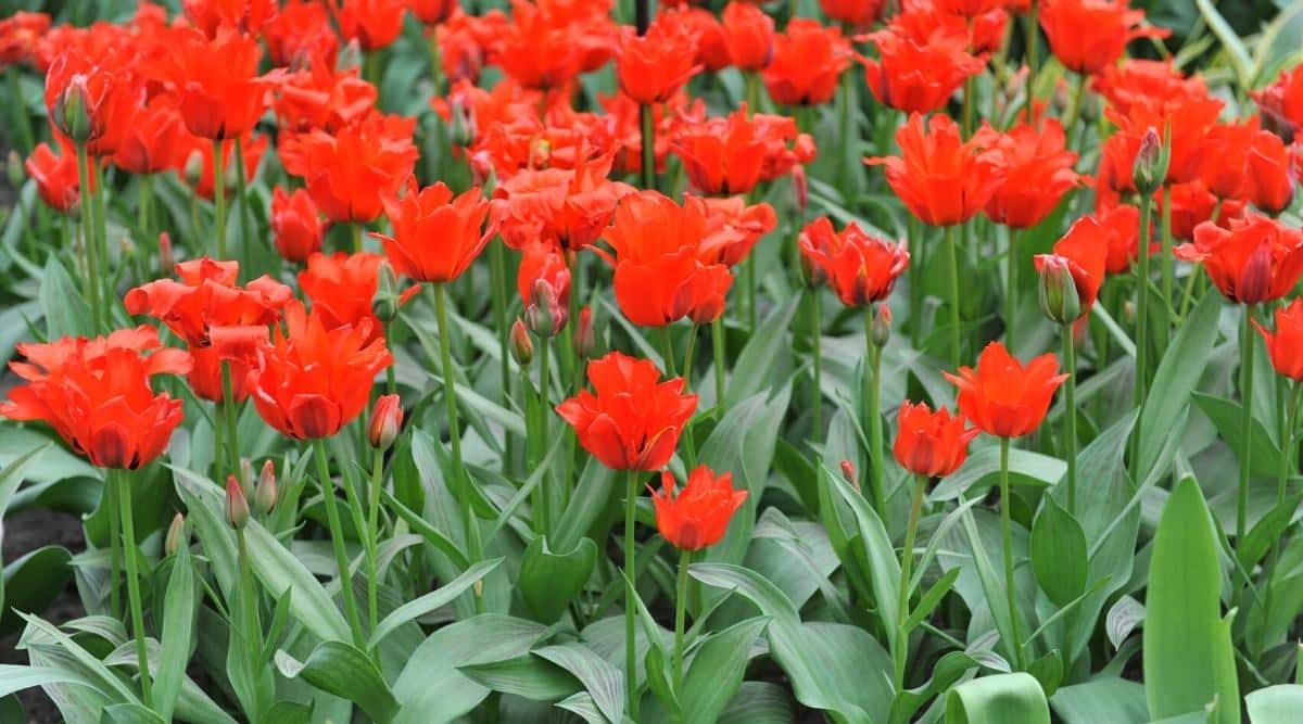 27 Red Tulip Varieties That Will Brighten Your Flowerbeds