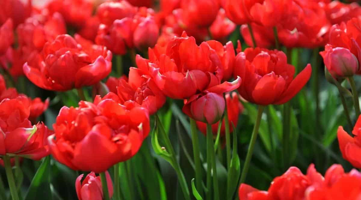 27 Red Tulip Varieties That Will Brighten Your Flowerbeds