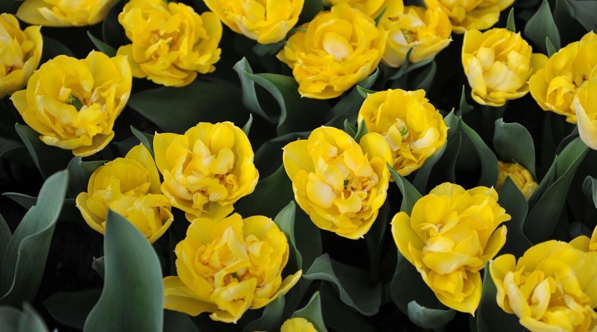 20 Different Yellow Tulip Varieties to Brighten Your Flowerbeds