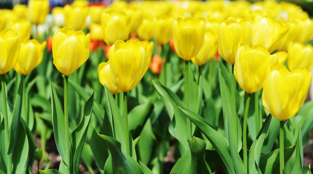 20 Different Yellow Tulip Varieties to Brighten Your Flowerbeds