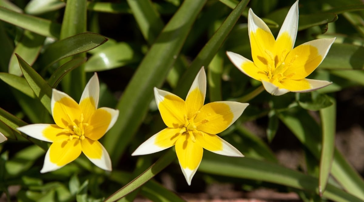 20 Different Yellow Tulip Varieties to Brighten Your Flowerbeds