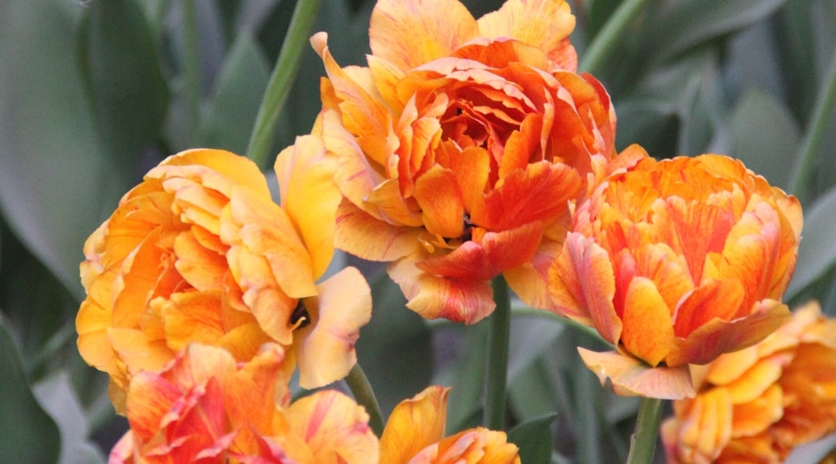 15 Orange Tulip Varieties For Vibrant Garden Color