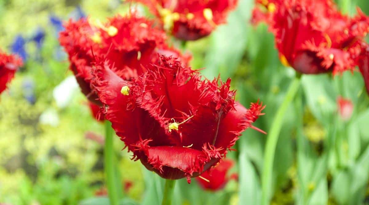 27 Red Tulip Varieties That Will Brighten Your Flowerbeds