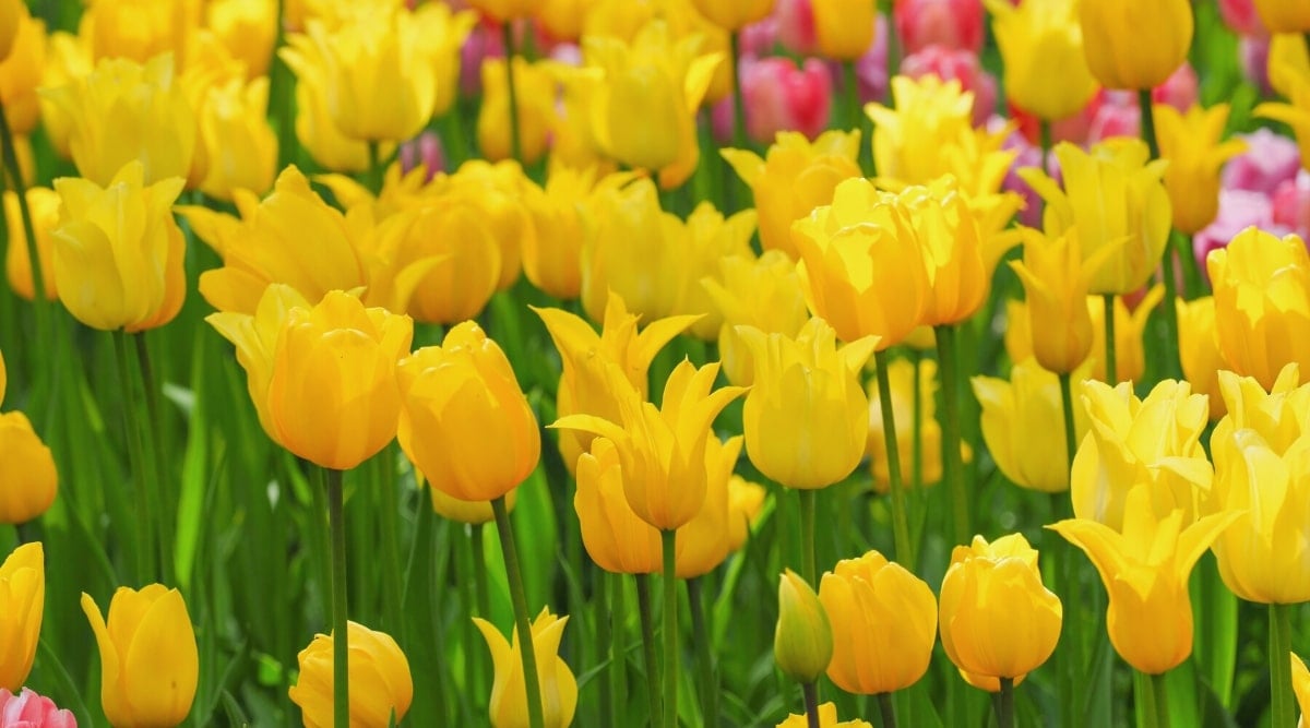 20 Different Yellow Tulip Varieties to Brighten Your Flowerbeds