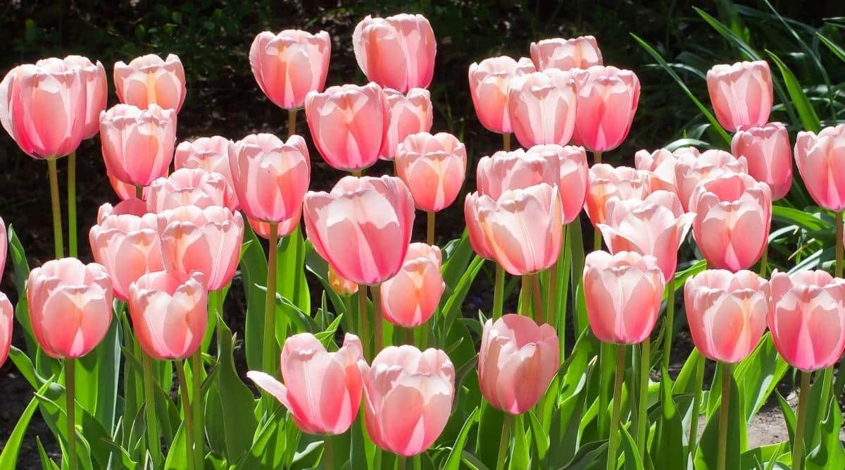 27 Pink Tulip Varieties That Will Brighten Up Your Flowerbed