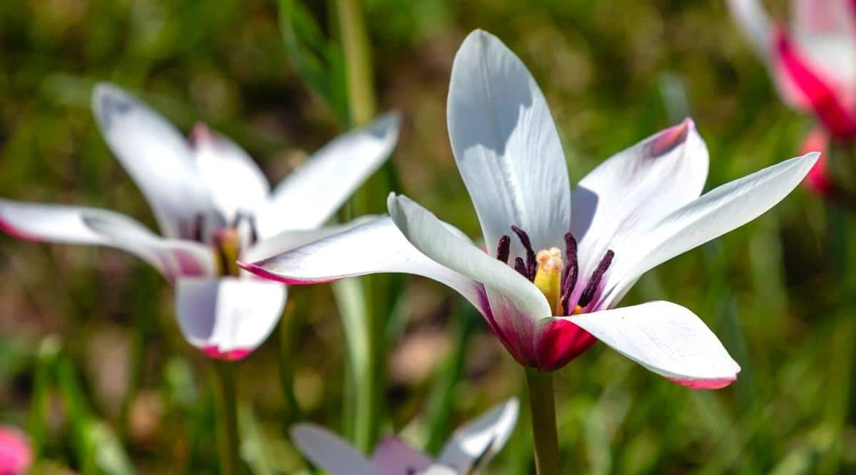 27 Pink Tulip Varieties That Will Brighten Up Your Flowerbed