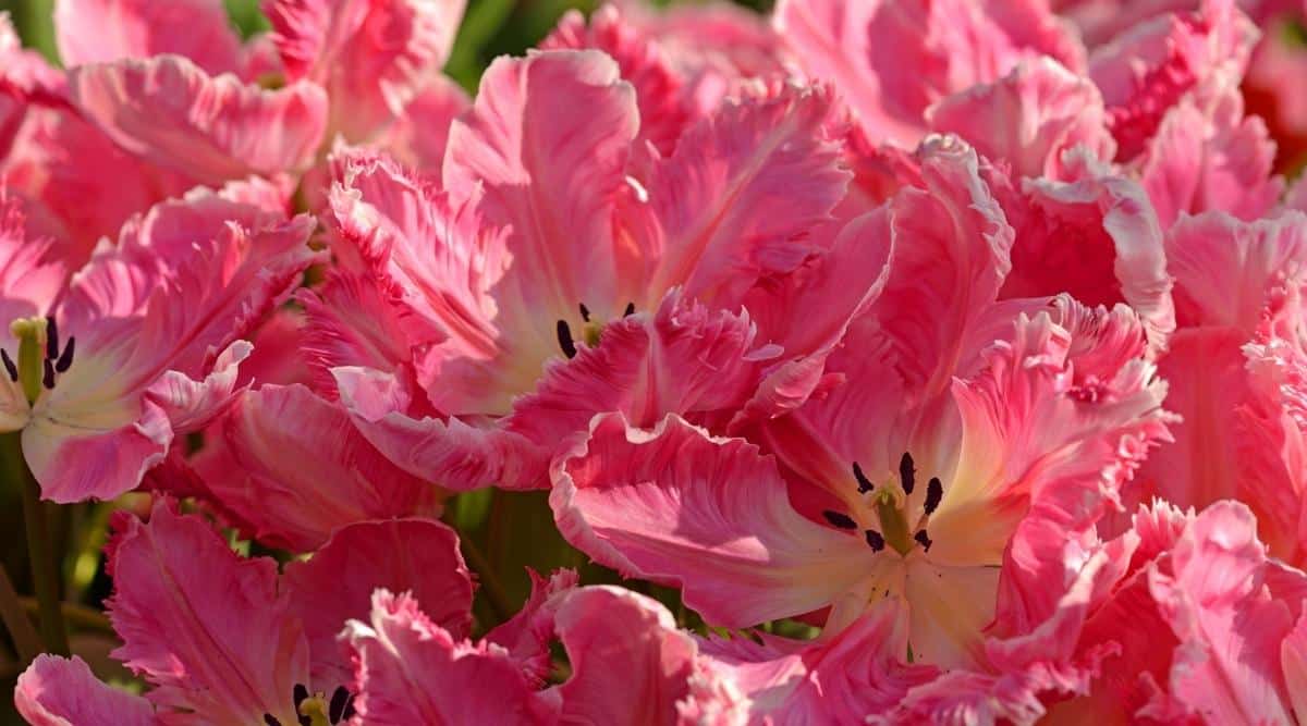 27 Pink Tulip Varieties That Will Brighten Up Your Flowerbed