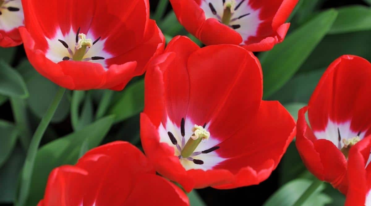 How to Plant, Grow and Care For Tulips