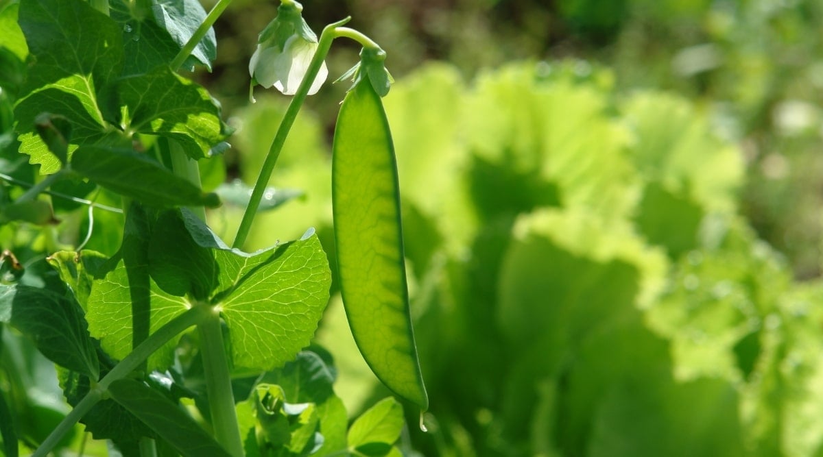 Types of Peas: Different Pea Plant Varieties To Grow in Your Garden