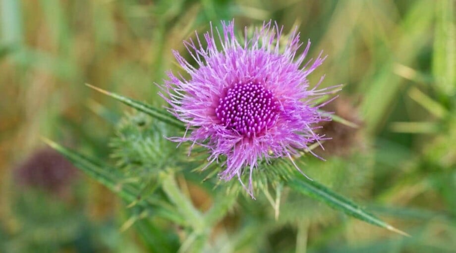 27 Common Types of Weeds with Names & Picture Identification