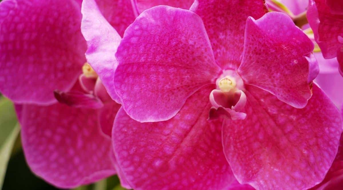 15 Pink Orchid Varieties For Indoor & Outdoor Gardens