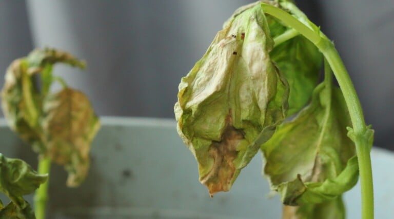 How to Tell If You're Underwatering Your Plants