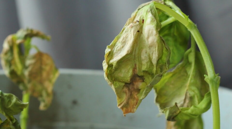 How to Tell If You're Underwatering Your Plants