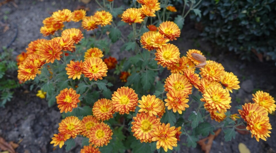 27 Hardy Mum Varieties for Your Fall Garden