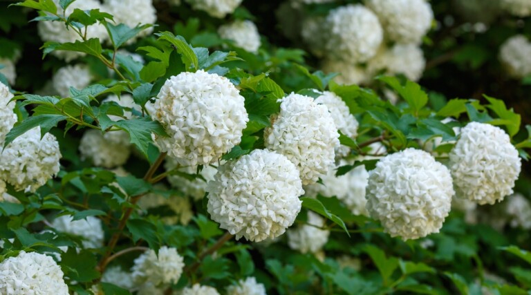 How to Plant, Grow and Care For Viburnum Shrubs