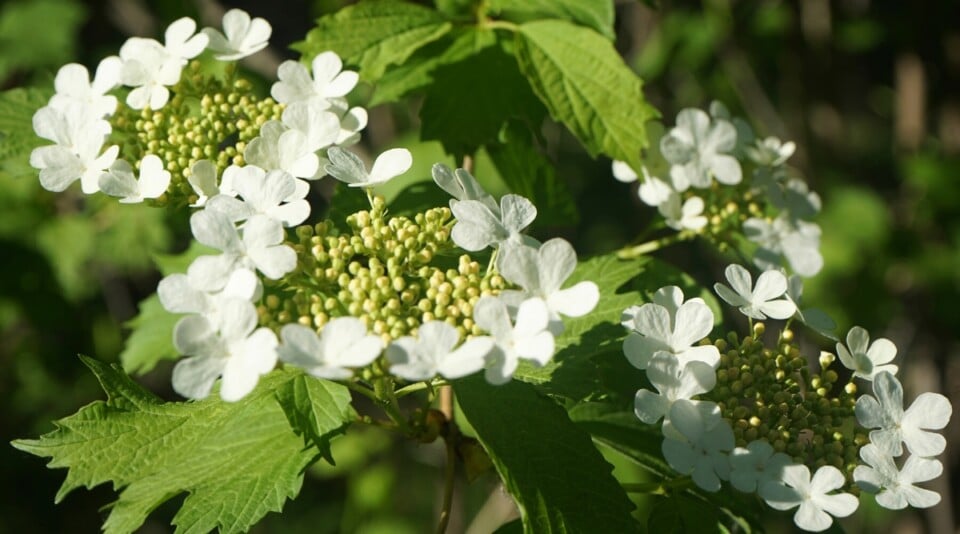 Top 21 Shrubs for Pollinators