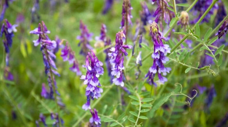 9 Fall Cover Crops for Fertile Spring Soil