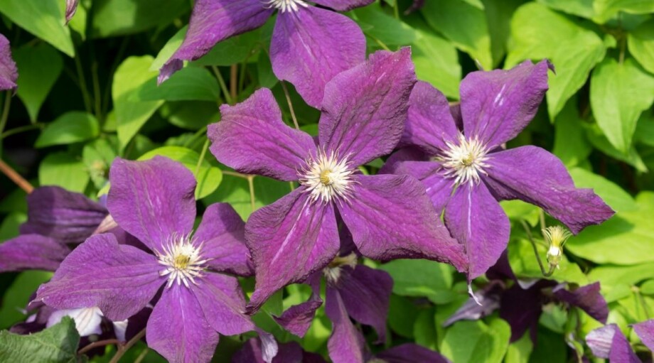 11 Purple Flowered Vines and Climbers For Your Garden