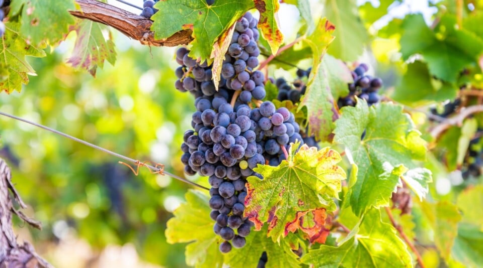27 Edible Plants to Climb an Arbor or Trellis