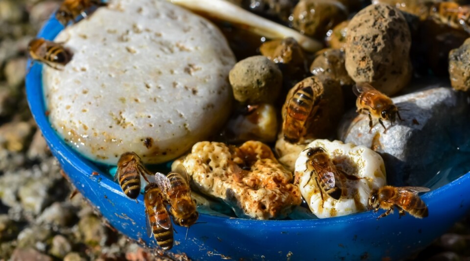 How to Create a Bee-Watering Station