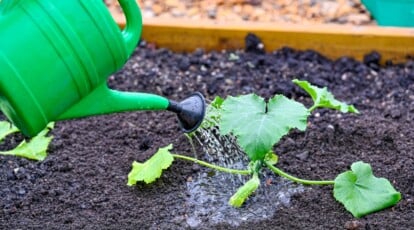 How to Plant, Grow, and Care for Kabocha Squash