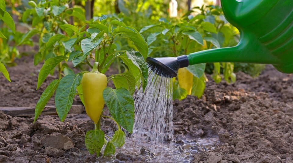 7 Pepper-Growing Secrets For a Huge Harvest