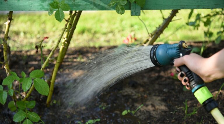 15 Essential Rose-Growing Tips