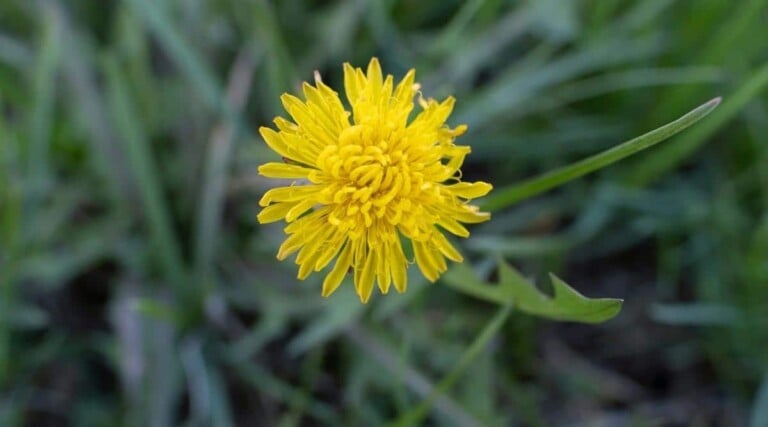 21 Weeds With Yellow Flowers: Identification and Pictures