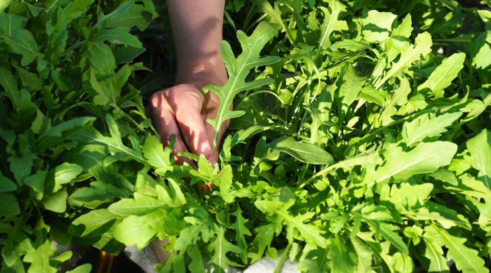 How and When to Harvest Arugula