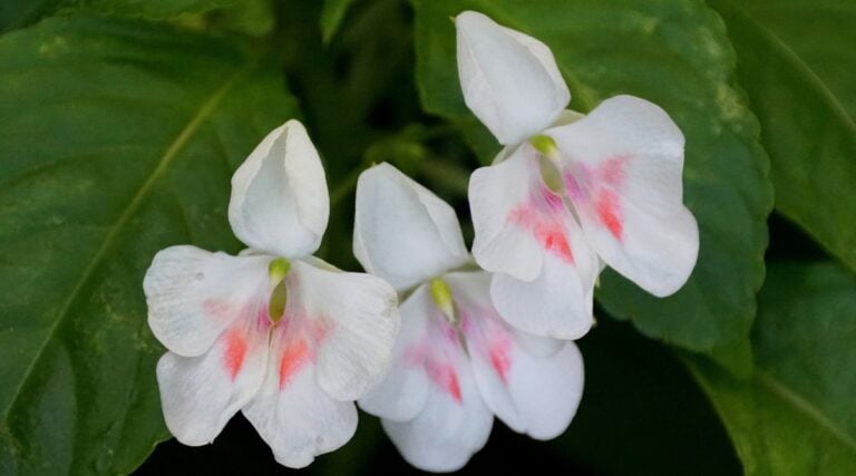 37 Different Impatiens Varieties to Plant This Season