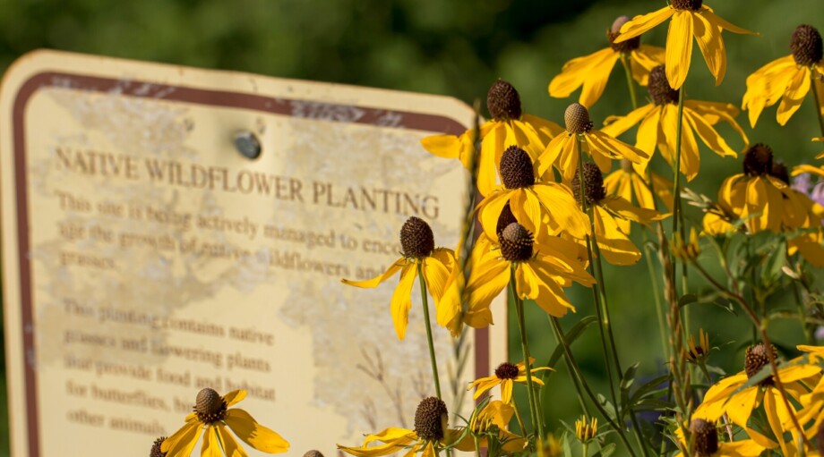 11 Tips for a Native Garden with Curb Appeal