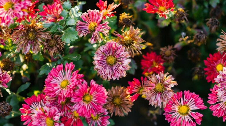 What To Do With Potted Mums After Blooming
