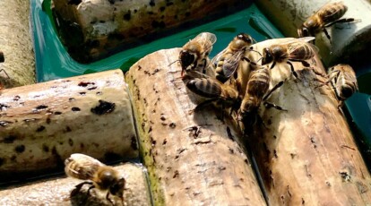 How to Create a Bee-Watering Station