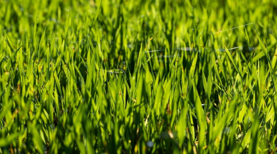 9 Fall Cover Crops for Fertile Spring Soil