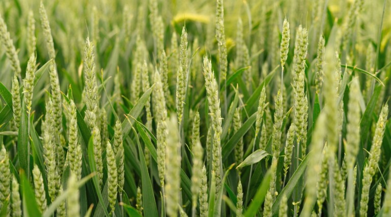 9 Fall Cover Crops for Fertile Spring Soil