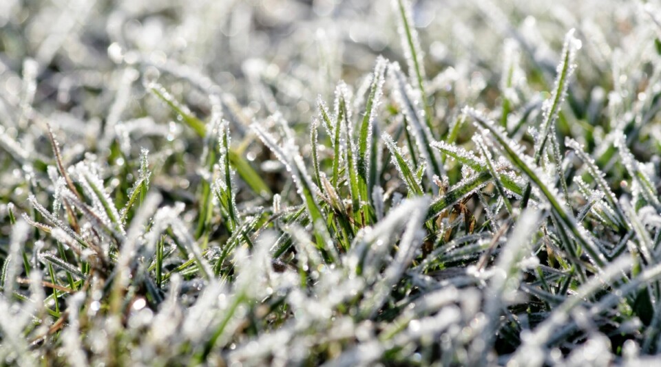 9 Fall Cover Crops for Fertile Spring Soil