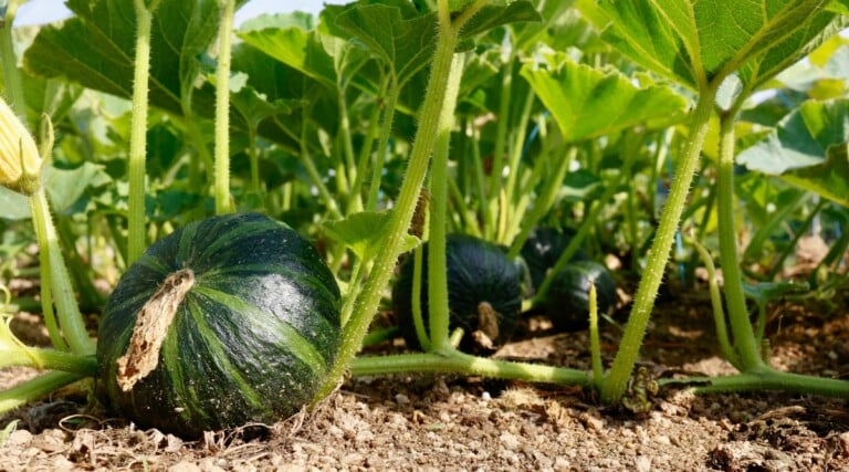 How to Plant, Grow, and Care for Kabocha Squash