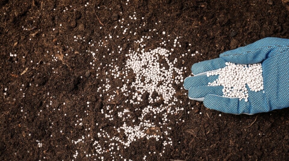 Garlic Fertilization: 10 Ways to Feed Your Garlic