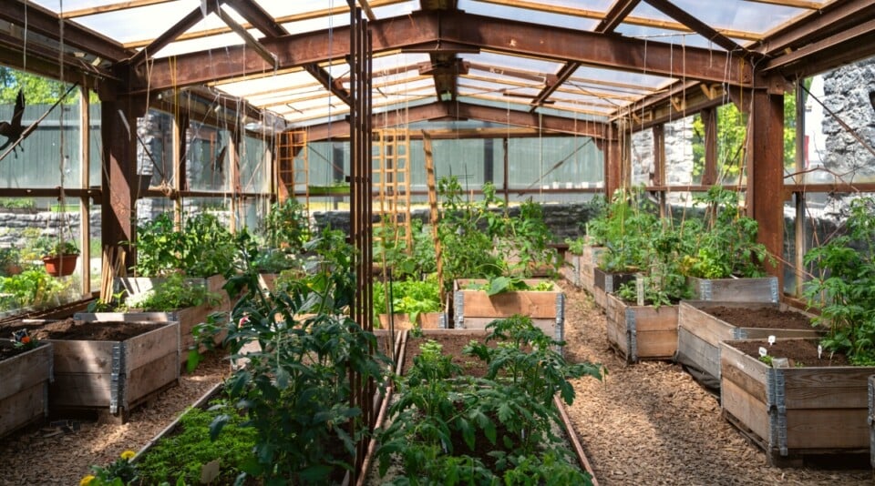 11 Tips for Organizing Your Greenhouse
