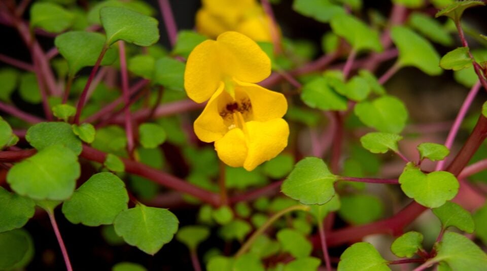 37 Different Impatiens Varieties to Plant This Season