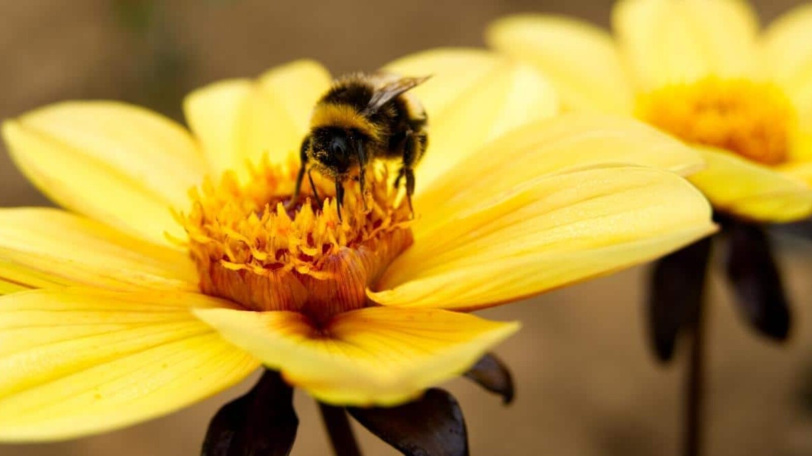 Yellow Flowers Wallpapers 500+ Yellow Flower Pictures [HQ] | Download