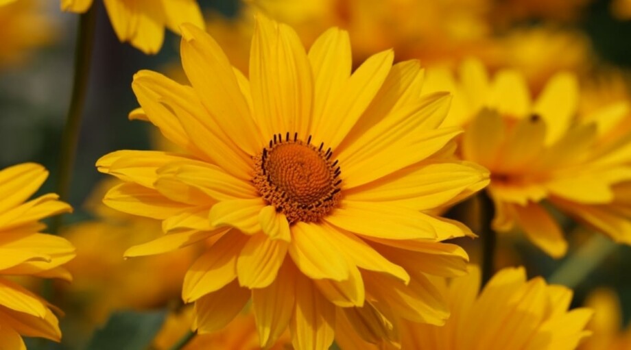 20 Yellow Perennial Flowers With Names and Pictures