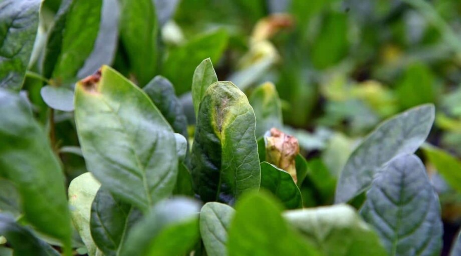 8 Reasons Your Spinach Plants Are Turning White or Yellow