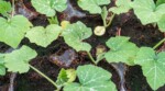 How to Hand-Pollinate Squash